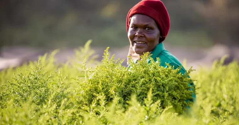 Solidago Carzan Glory | Marginpar